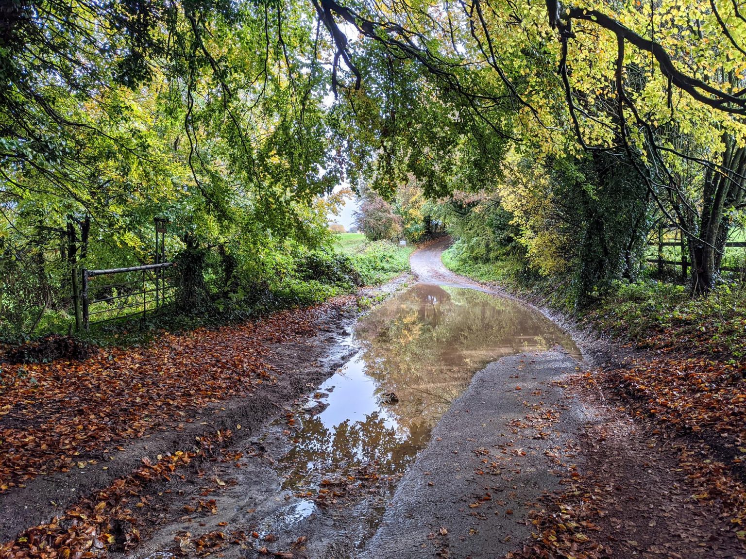 Clarendon Way loop 2 - West Wood - walkWINCHESTER